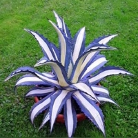 aleni Silva 333 (@vrkzj038) on Kwai