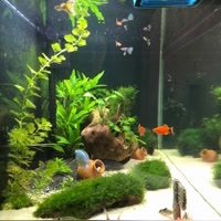 Sr. Betta's (@ylebc947) on Kwai