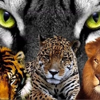 DOC ANIMAL TV (@DOCANIMAL) on Kwai