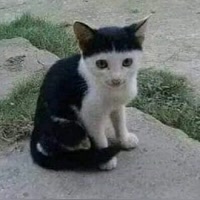 catman (@Cat_man) on SnackVideo