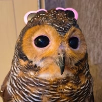 Bibib Family (@Bibibfamily) on SnackVideo