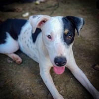 carlin.pd (@carlinpd) on Kwai