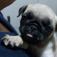 Luna pug (@Lunapugbaby) on Kwai