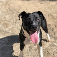 ＠pitbull_luna (@pitbull_luna) on Kwai