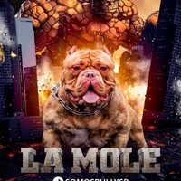 Somos bully SB (@SomosbullySB) on Kwai