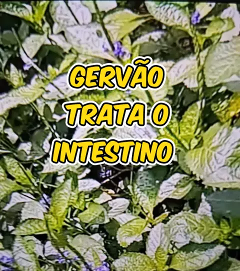 O Gervão: Uma Planta Medicinal para Problemas Intestinais
