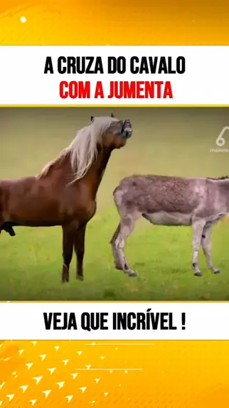 Cruzamento de Cavalo com Jumenta: Origem e Características