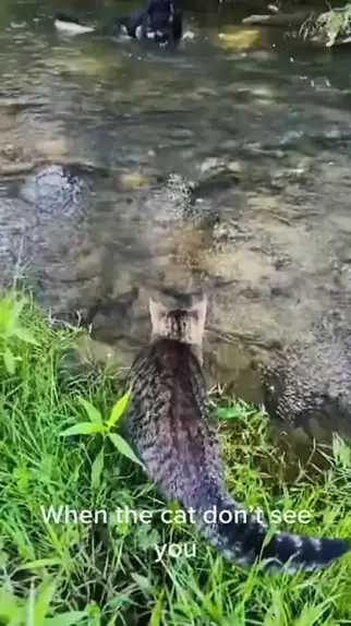 seegore.com cat | Discover