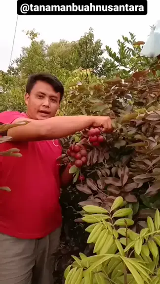 es cemot nusantara | Discover