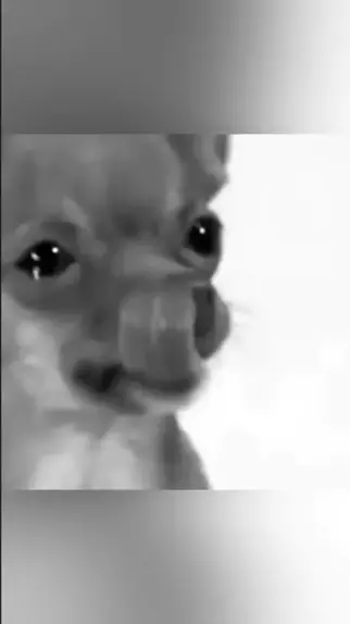 cachorro chorando (meme) #meme #triste #viral #kwa ...| Kwai