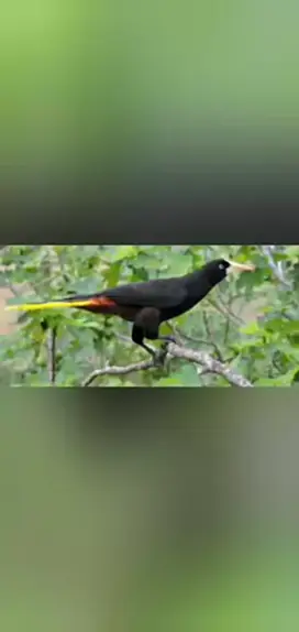ku puja puja | Discover