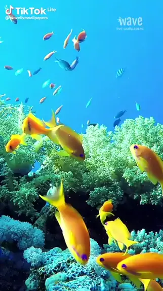 aniwave. live & aniwave.live| Discover