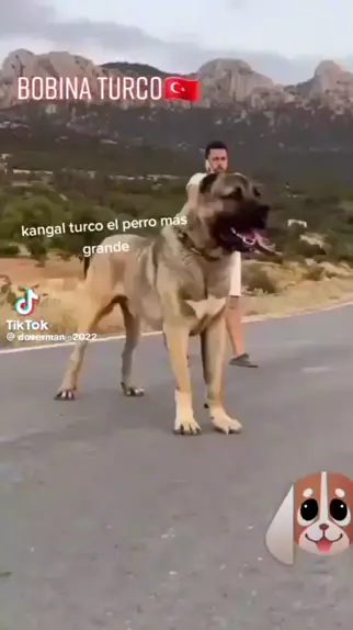 Es El Kangal Turco El Perro Mas Grande