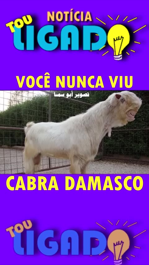 cabra de damasco no | Discover