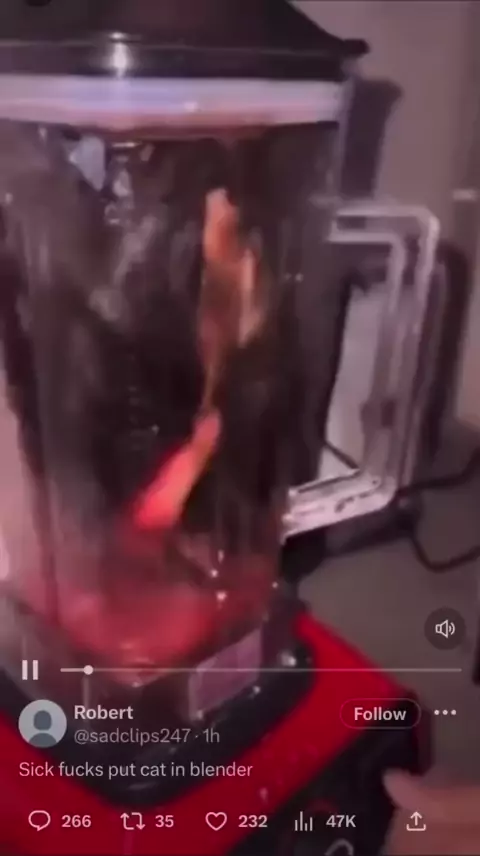 cat blender video reddit