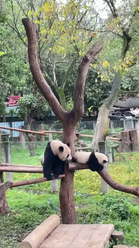 babypanda andini hijab